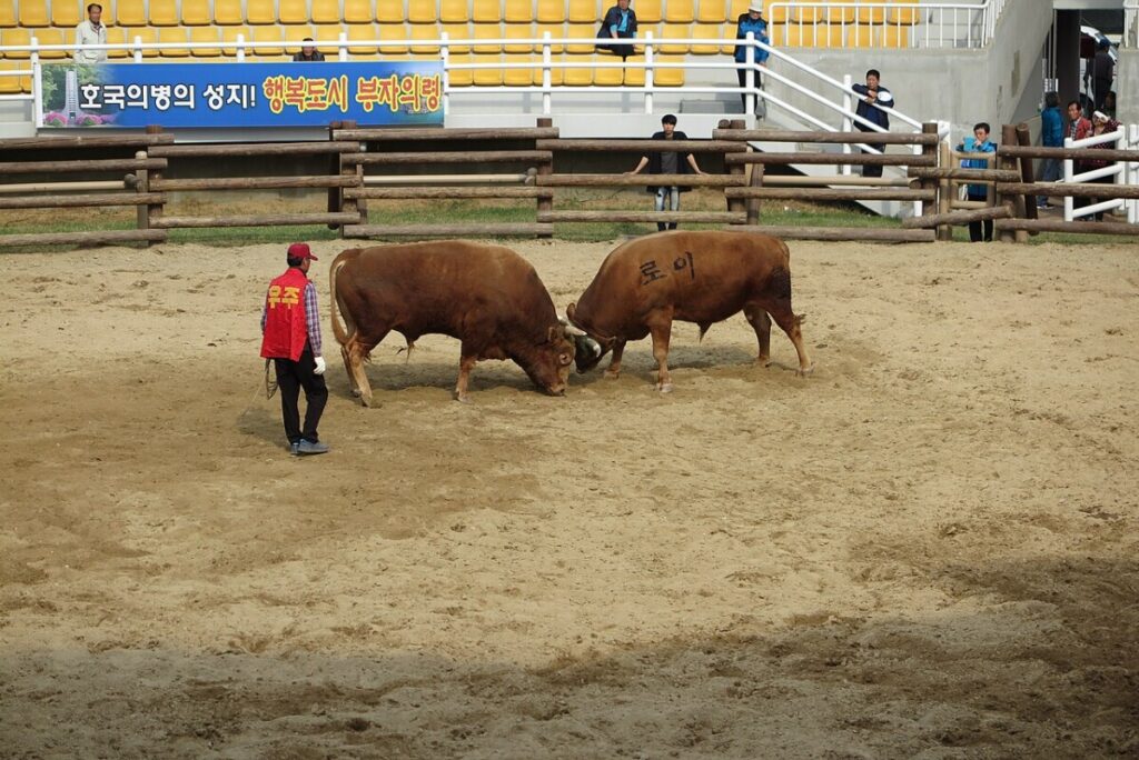 South Korean Lawmaker Calls for Gov't to Stop Bullfighting & Associated ...