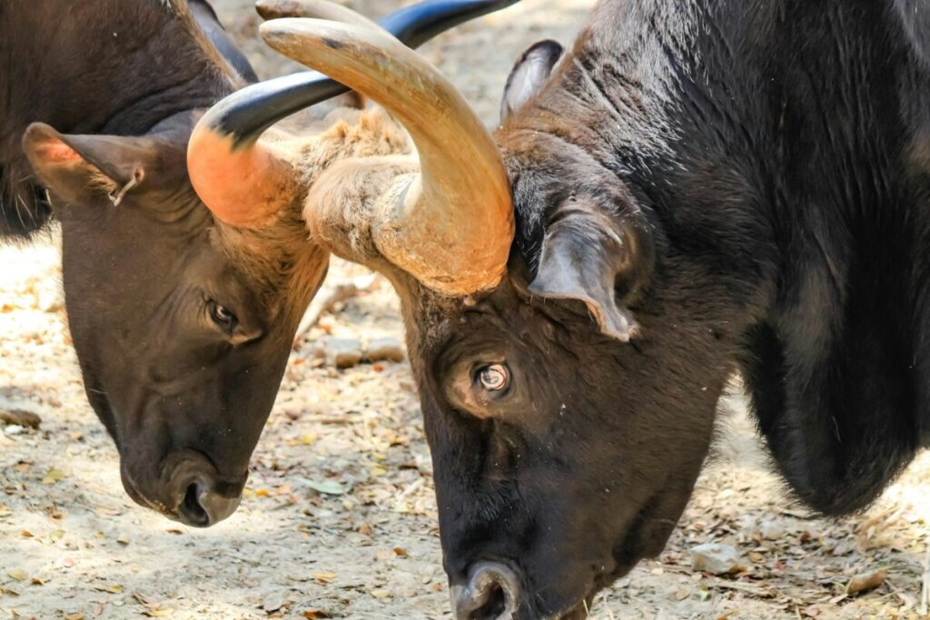 South Korean Lawmaker Calls for Gov't to Stop Bullfighting & Associated ...